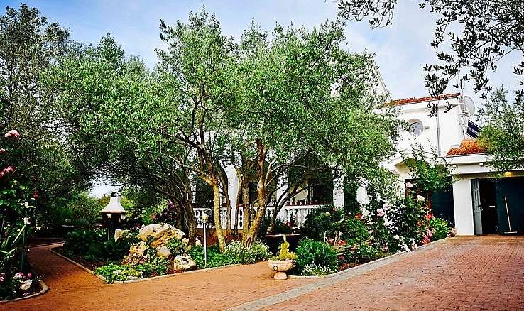 The Olive Tree House